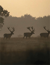 Leica Rangemaster 1200